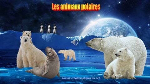 les animaux polaires
